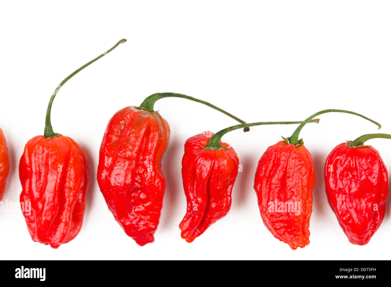 Hot, very very hot Naga morich chili Stock Photo - Alamy