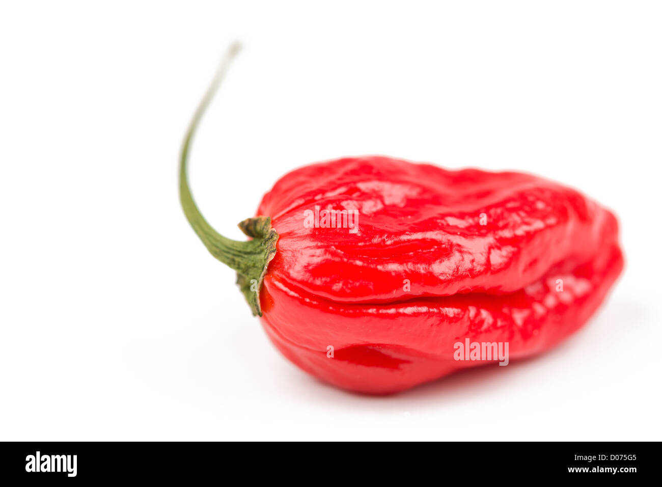 Naga morich plant hi-res stock photography and images - Alamy
