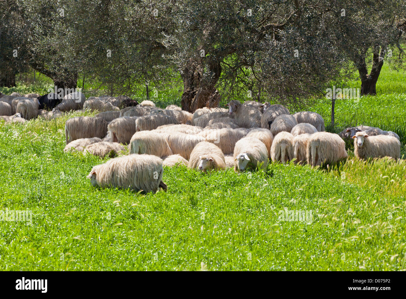 Long-haired sheep herd resting in the olive tree shadow in sunny summer ...