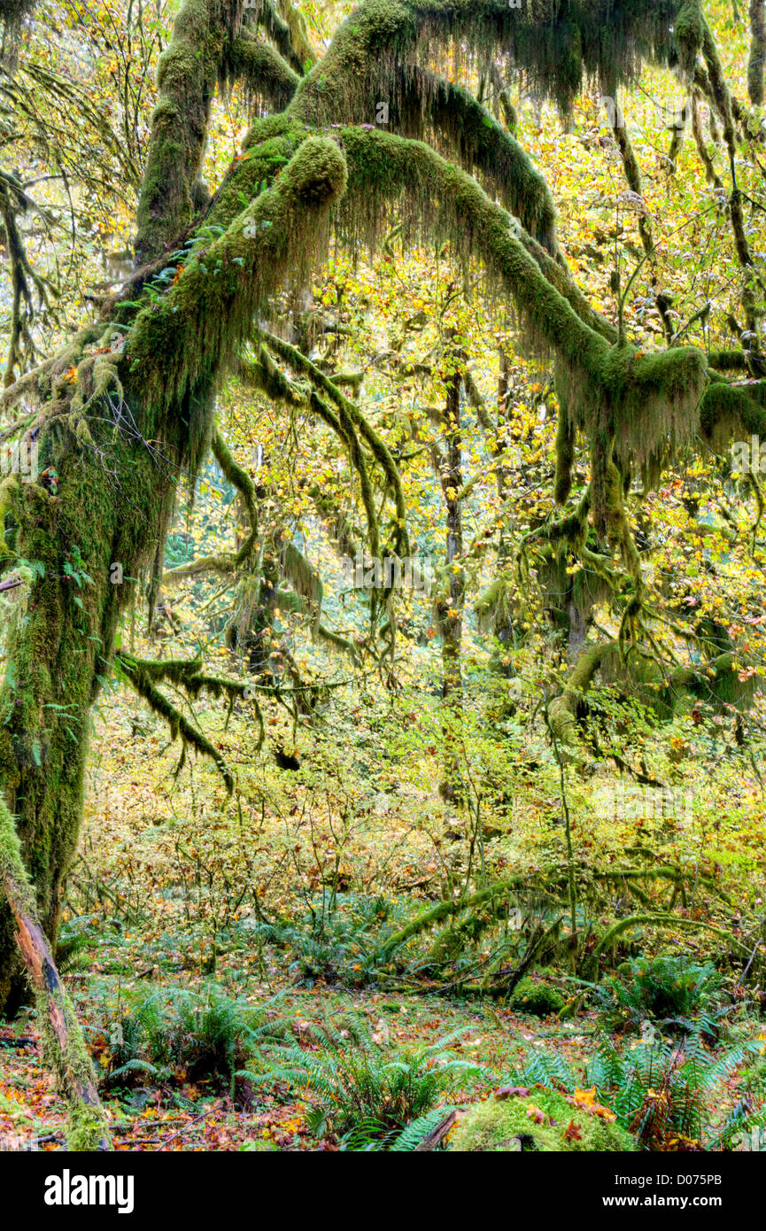 Rainforest tree with moss, Hoh Rainforest in Olympic National Park ...