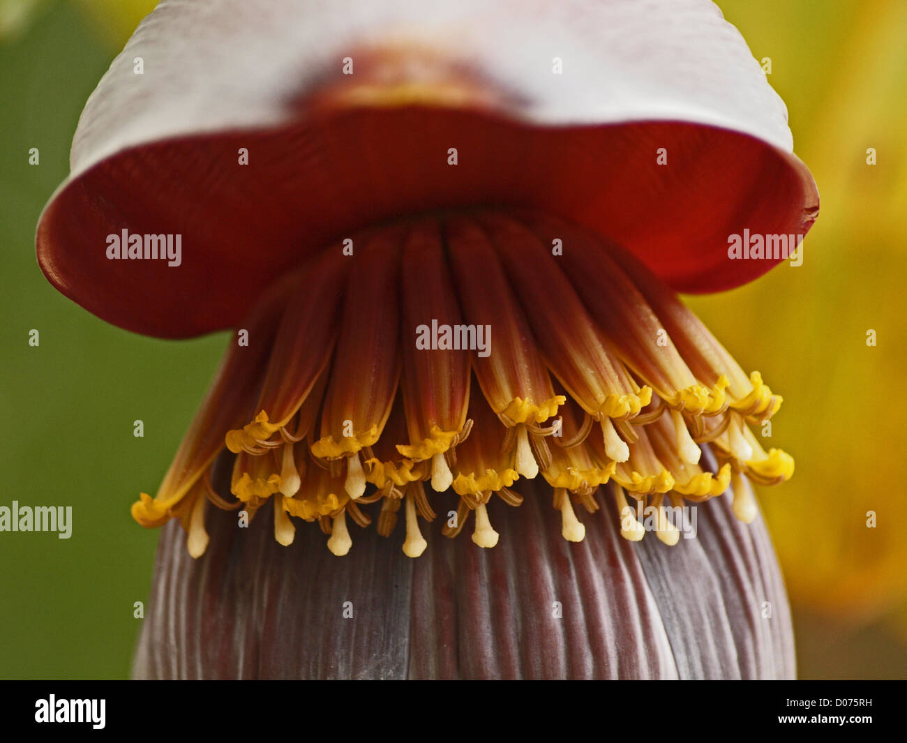 Banana plant pollination hi-res stock photography and images - Alamy
