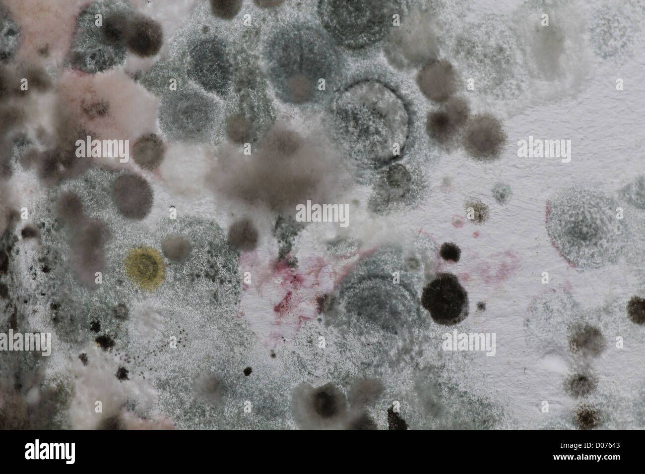 Water Molds Under Microscope