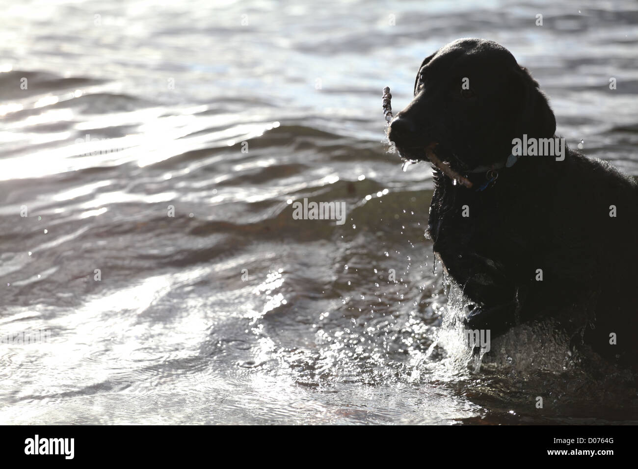 Black labrador retriever retrieving a stick hi-res stock photography ...