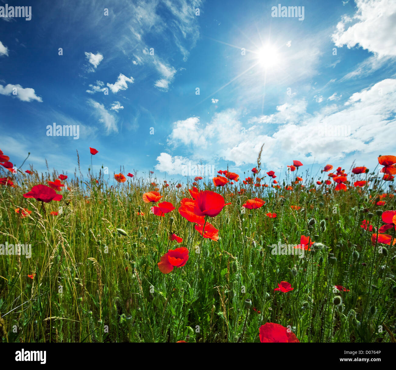 poppy and rainbow Stock Photo - Alamy