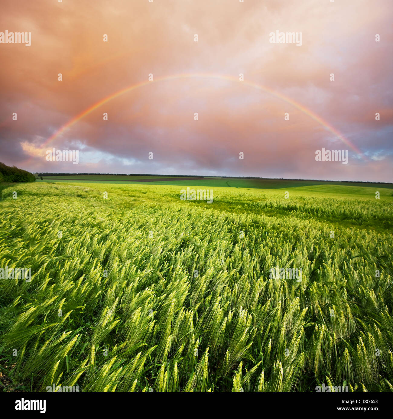 Rainbow over wheat field Stock Photo - Alamy