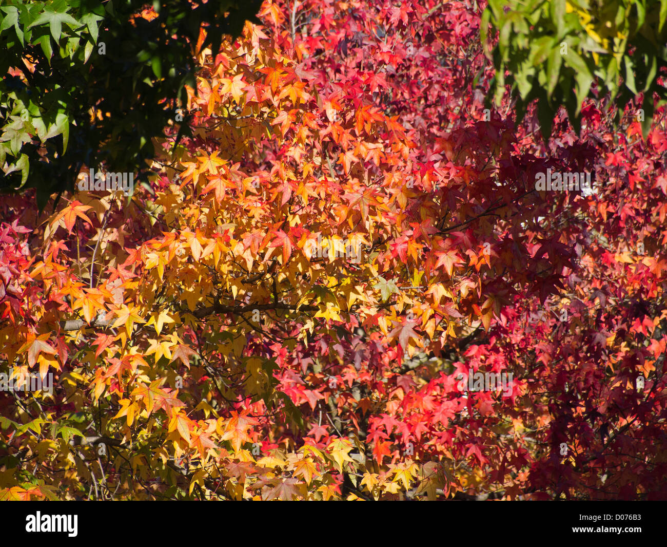 Vivid Autumn colour in Gloucester Green, Oxford Stock Photo - Alamy