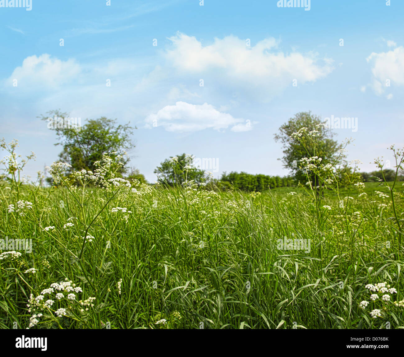 Queen anne's lace wildflowers growing in field Stock Photo - Alamy