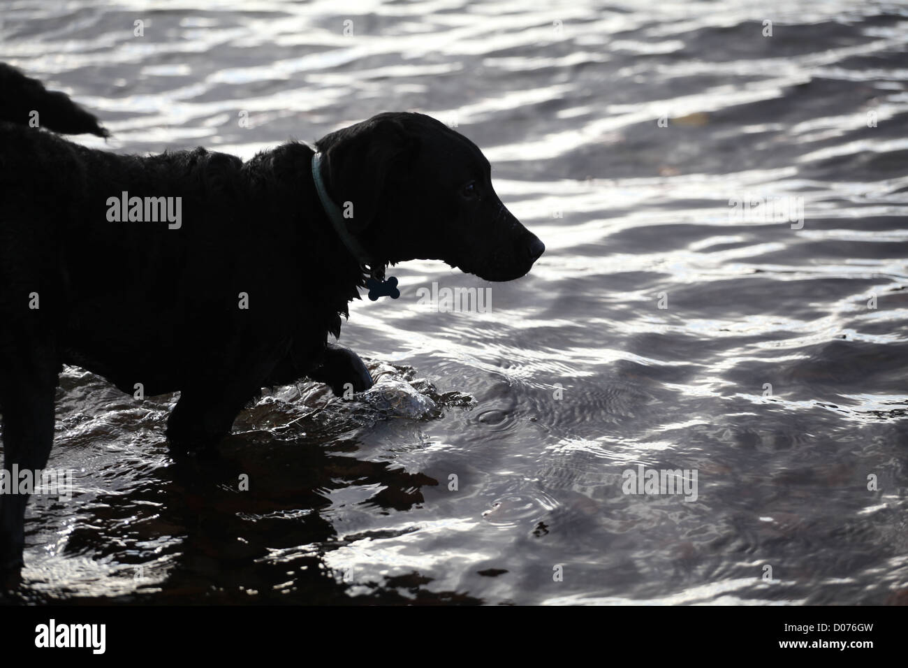 5 month old Labrador Retriever Puppy in Lake Stock Photo - Alamy