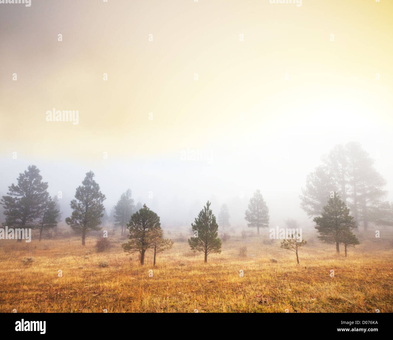 Magic forest of misty Stock Photo - Alamy