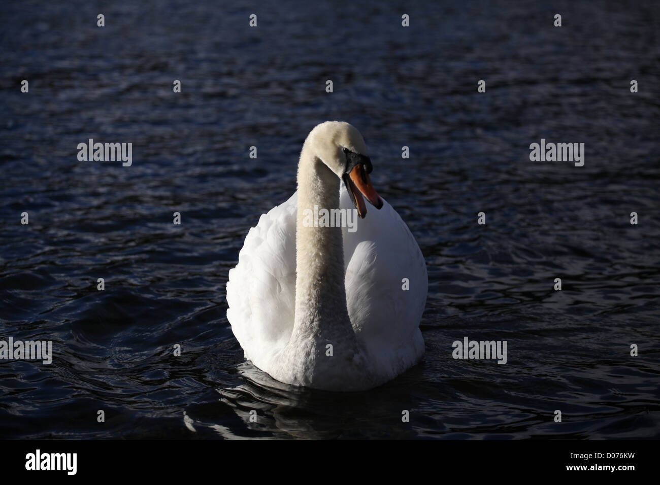 Angry swan hi-res stock photography and images - Alamy
