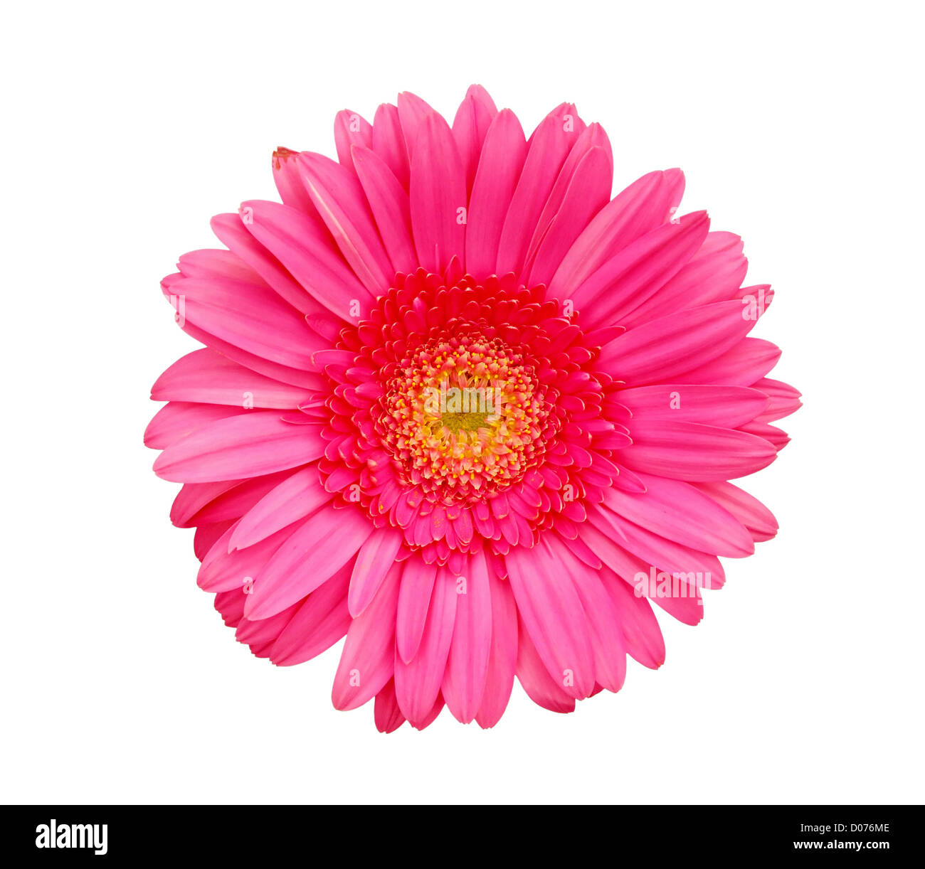Close up pink gerbera Cut Out Stock Images & Pictures - Alamy