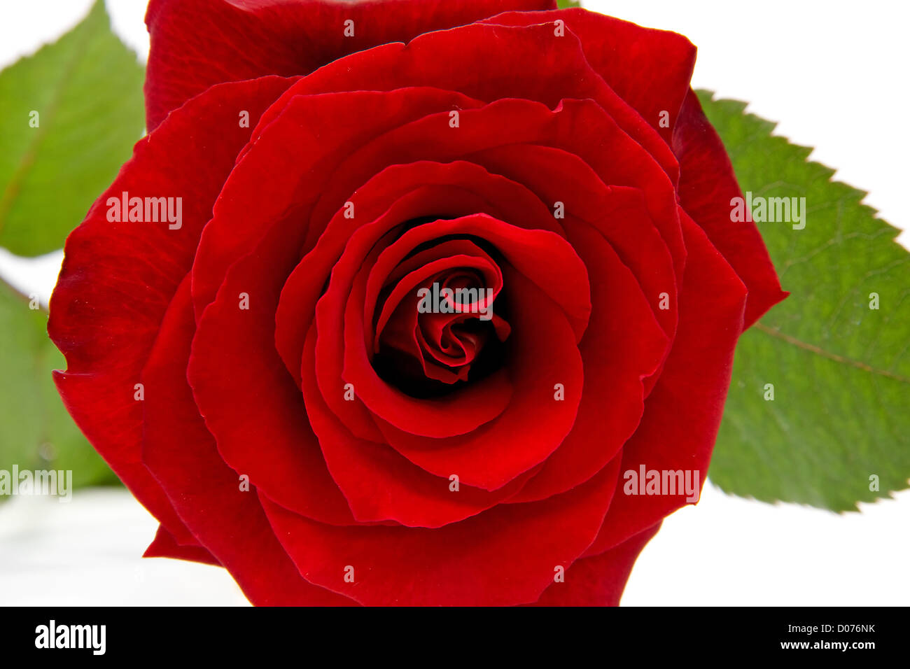 beautiful big red rose in closeup over white background Stock Photo - Alamy