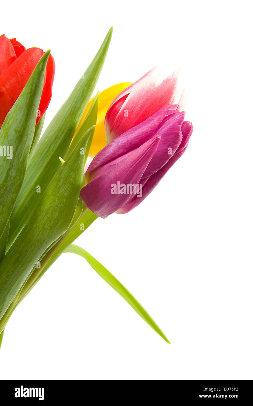 Typical colored Dutch tulips over white background Stock Photo - Alamy