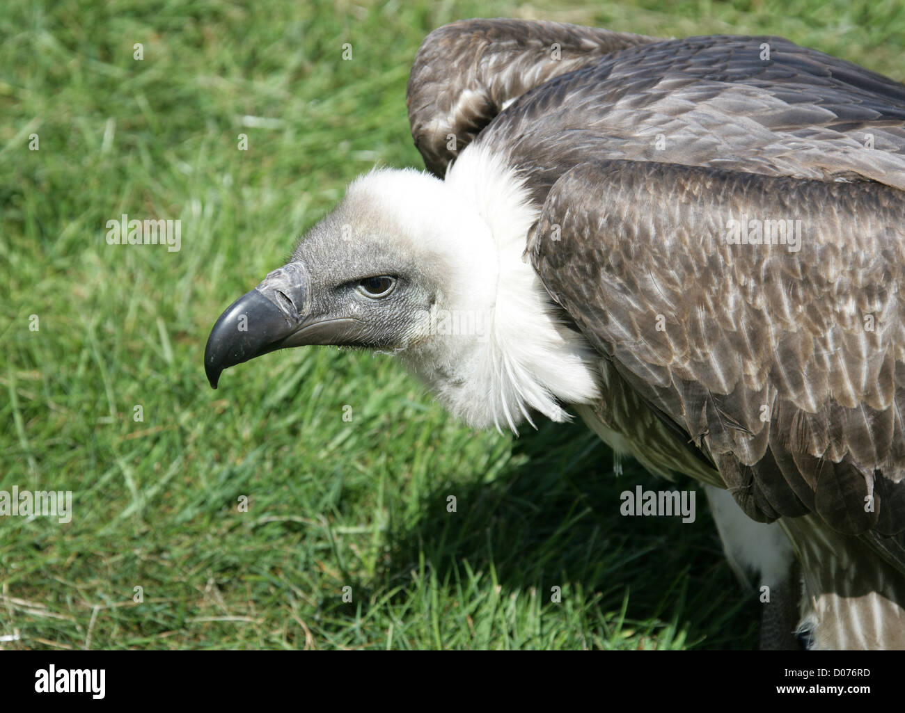 White-backed Vulture, African White-backed Vulture, White-backed ...