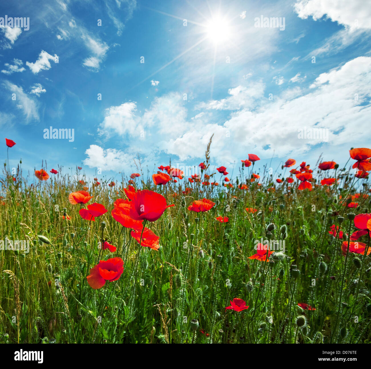 poppy and rainbow Stock Photo - Alamy