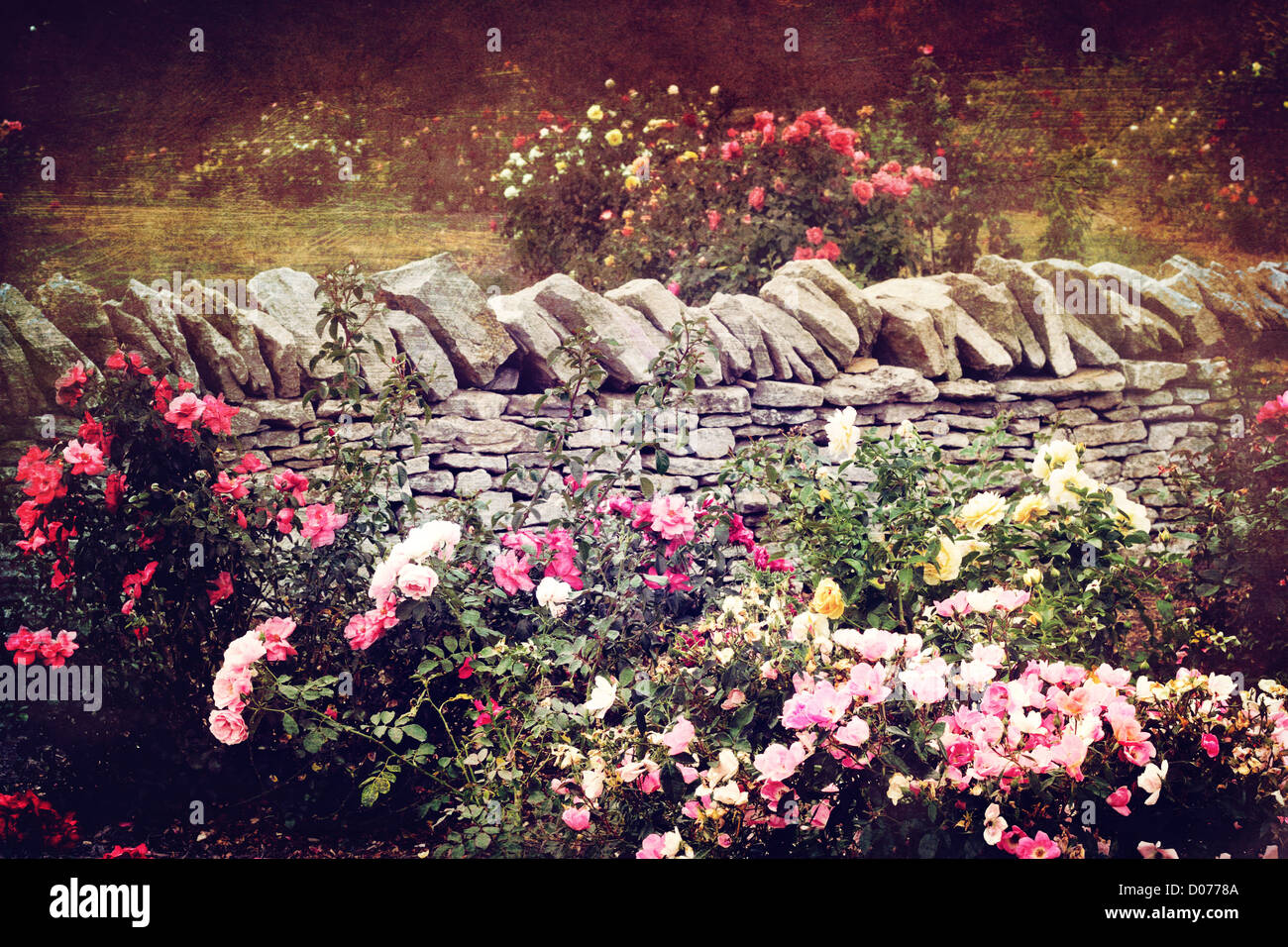 Rock rose bushes hi-res stock photography and images - Alamy
