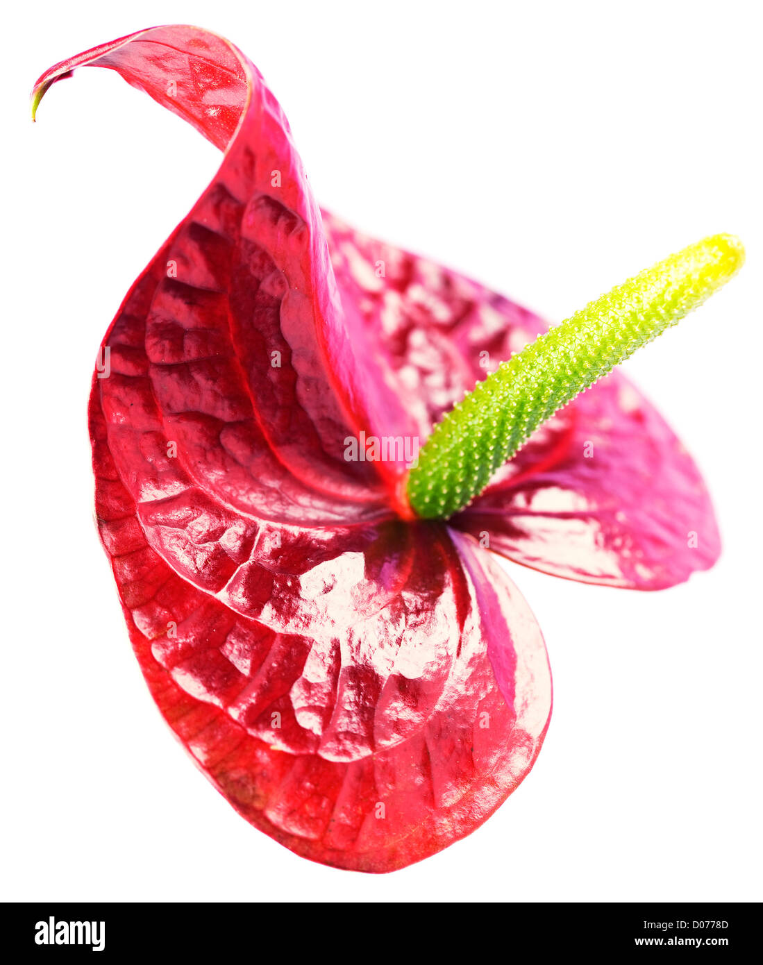 Calla green Cut Out Stock Images & Pictures - Alamy