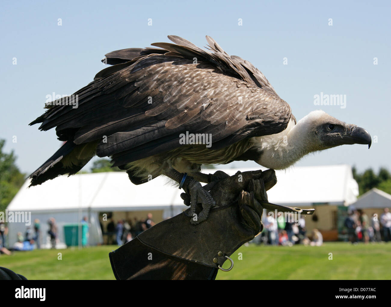 White-backed Vulture, African White-backed Vulture, White-backed ...