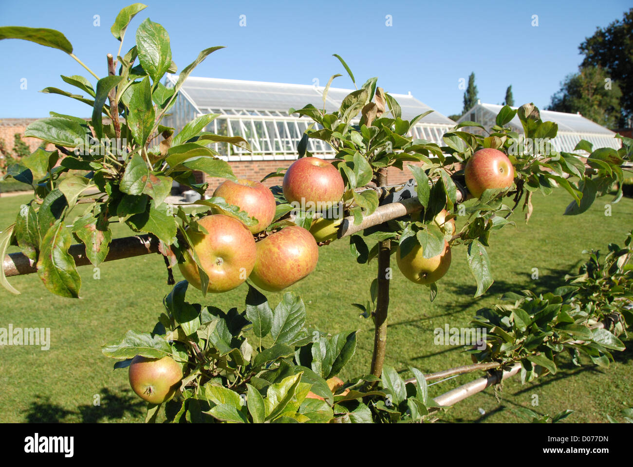 Charles Ross Apples in kitchen garden Stock Photo - Alamy