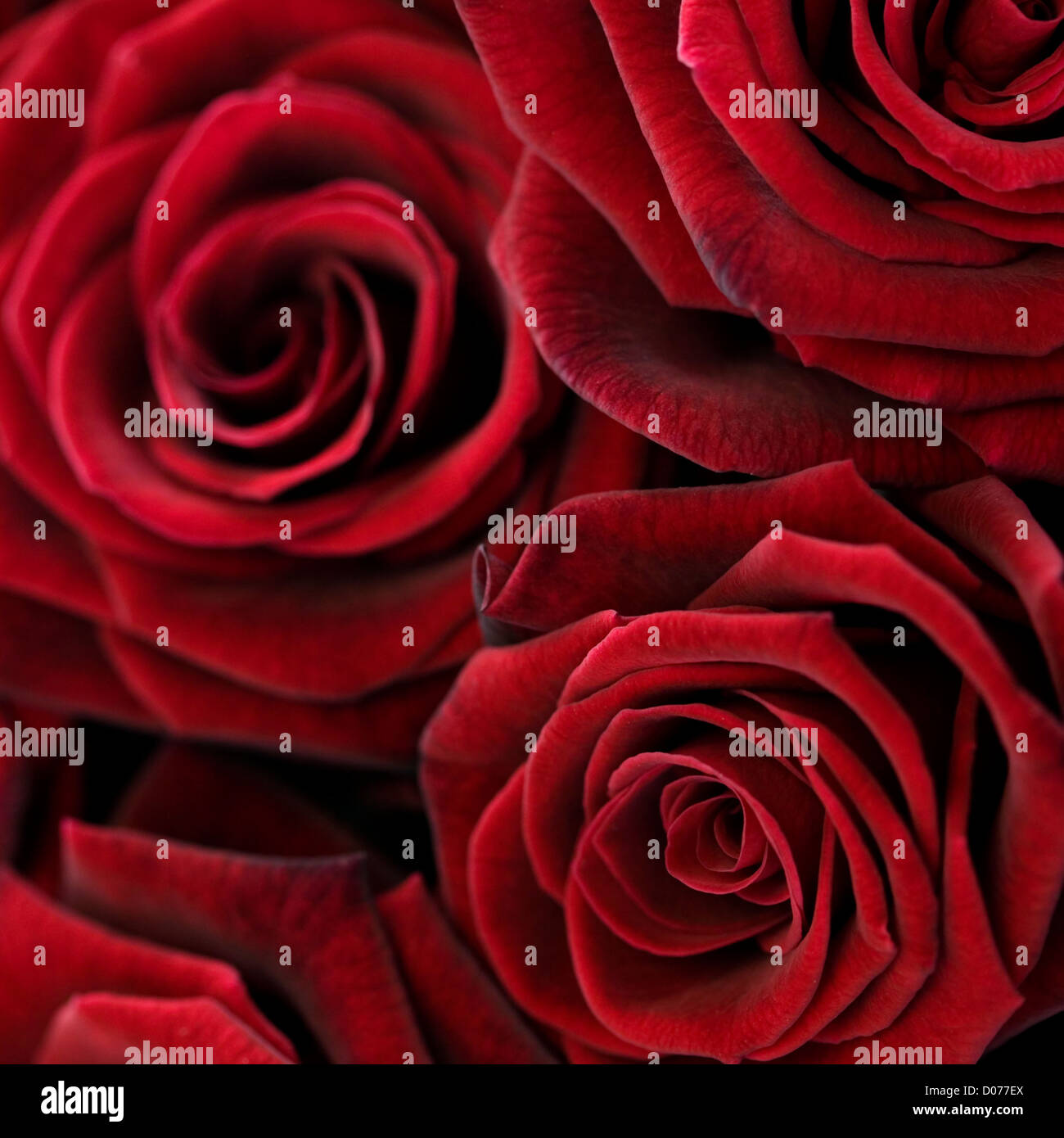 Red rose background Stock Photo - Alamy