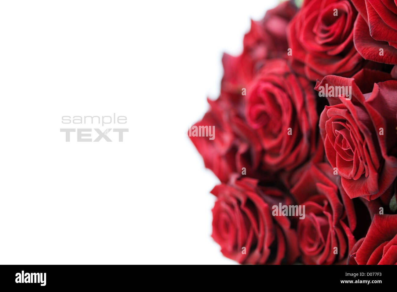 Beautiful Red Roses Stock Photo - Alamy