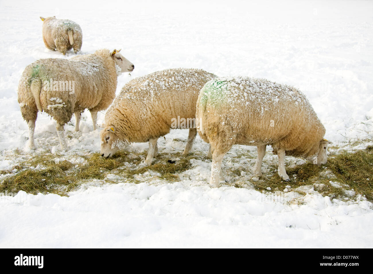 Sheeps in the snow on a meadow in the Netherlands Stock Photo - Alamy