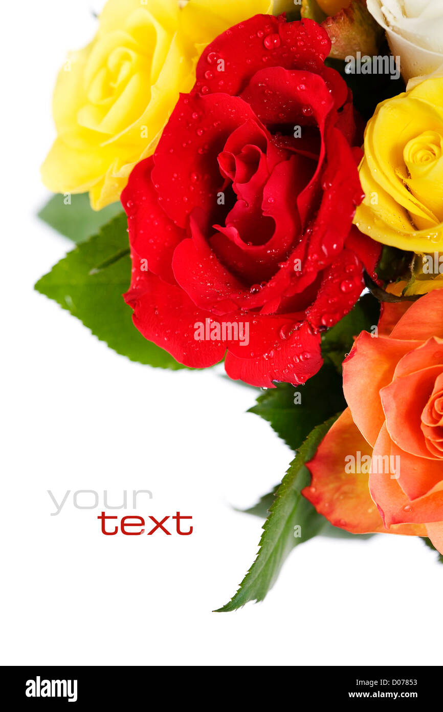 Bunch of multi-colored roses over white. Selective focus (with sample ...