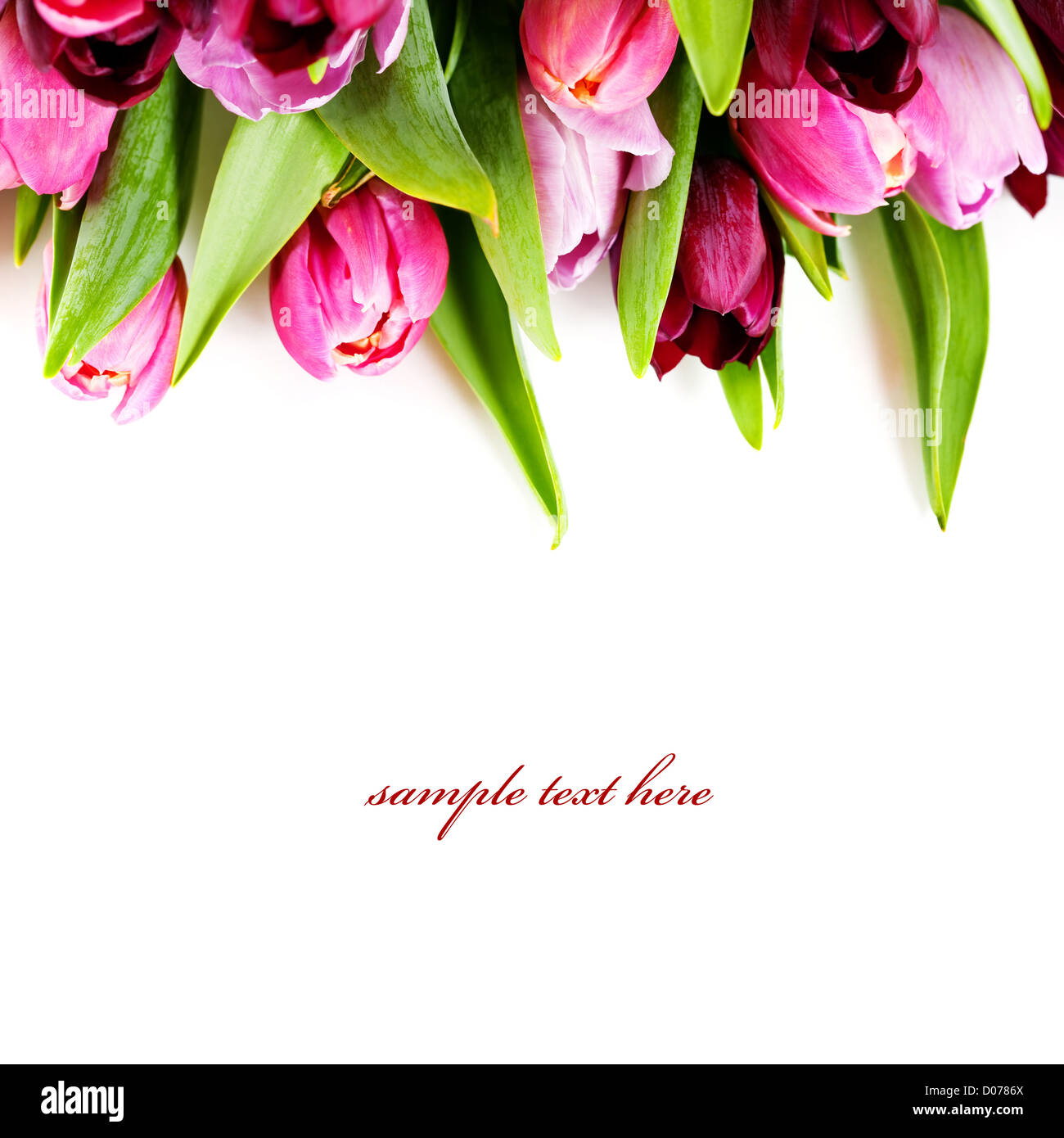 Pink tulips on white background. With sample text Stock Photo - Alamy