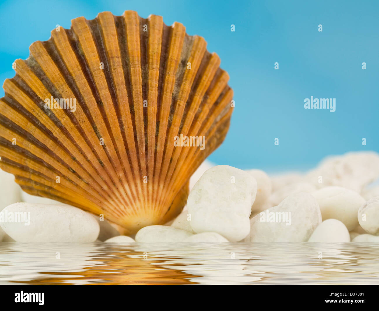 seashell on the beach Stock Photo - Alamy