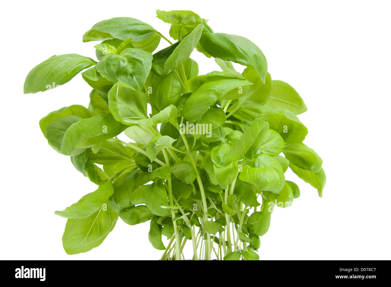 fresh basil plant in closeup isolated on white background Stock Photo ...