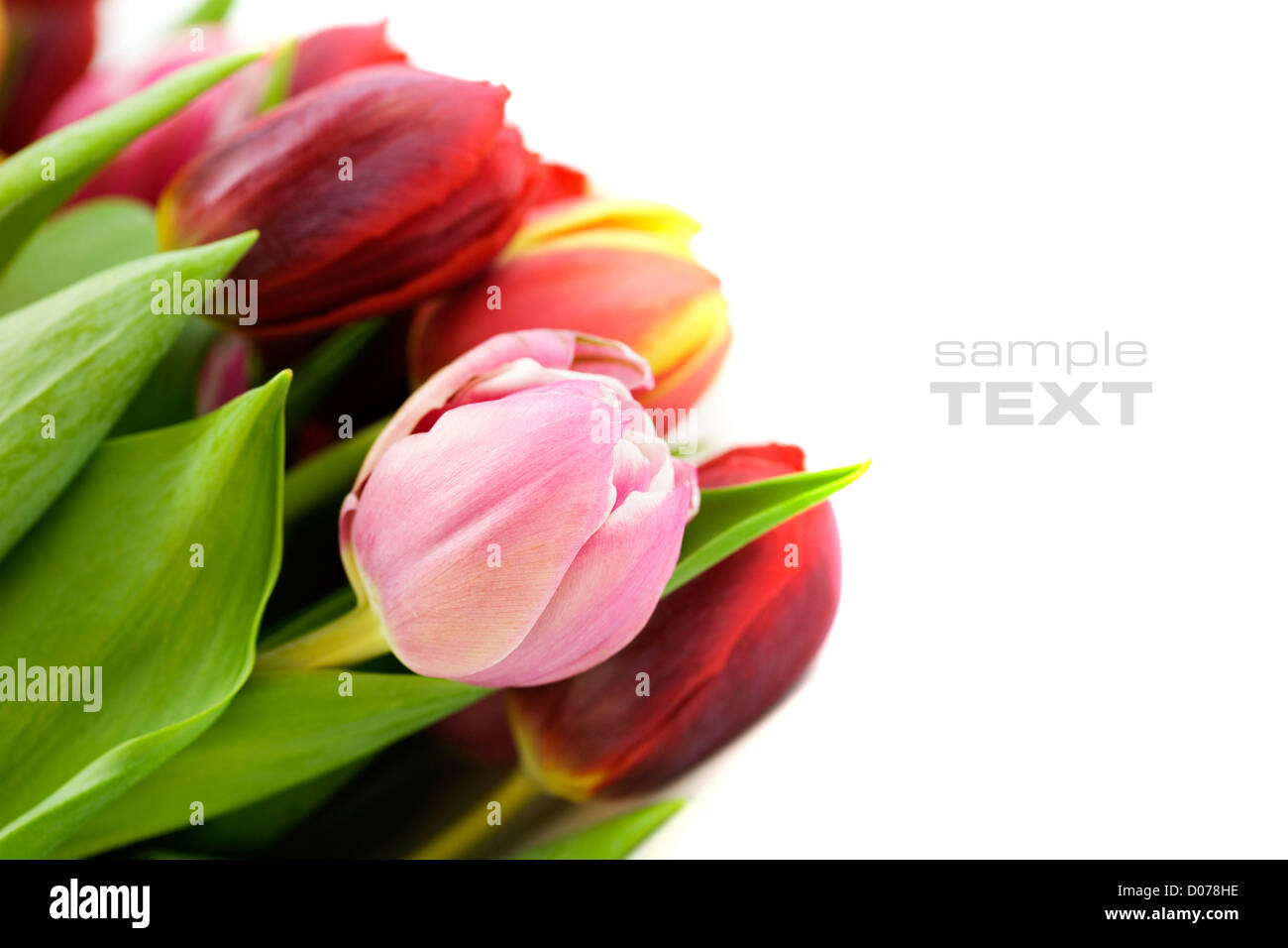 fresh tulips on white background (with sample text Stock Photo - Alamy