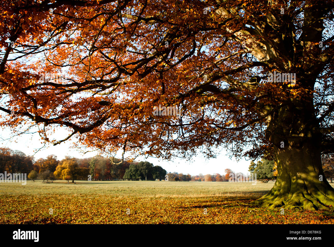 Norfolk uk autumnal trees hi-res stock photography and images - Alamy