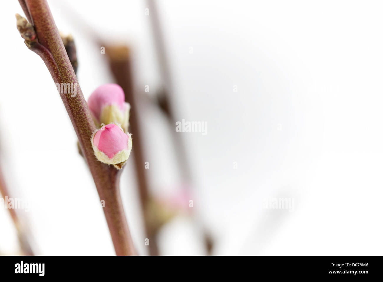 Season of rebirth hi-res stock photography and images - Alamy