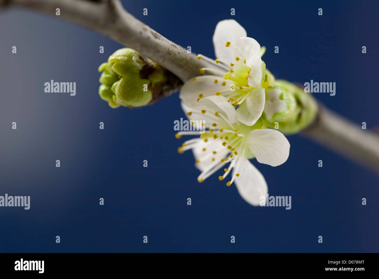 Fruit tree flowers hi-res stock photography and images - Alamy