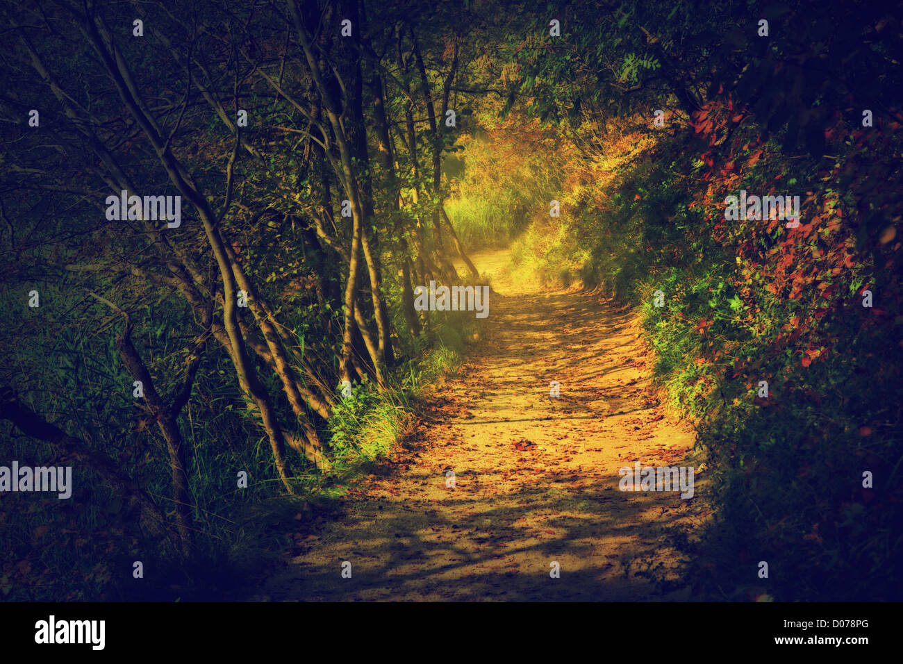 Deep misty forest, sunshine at the end of road Stock Photo - Alamy