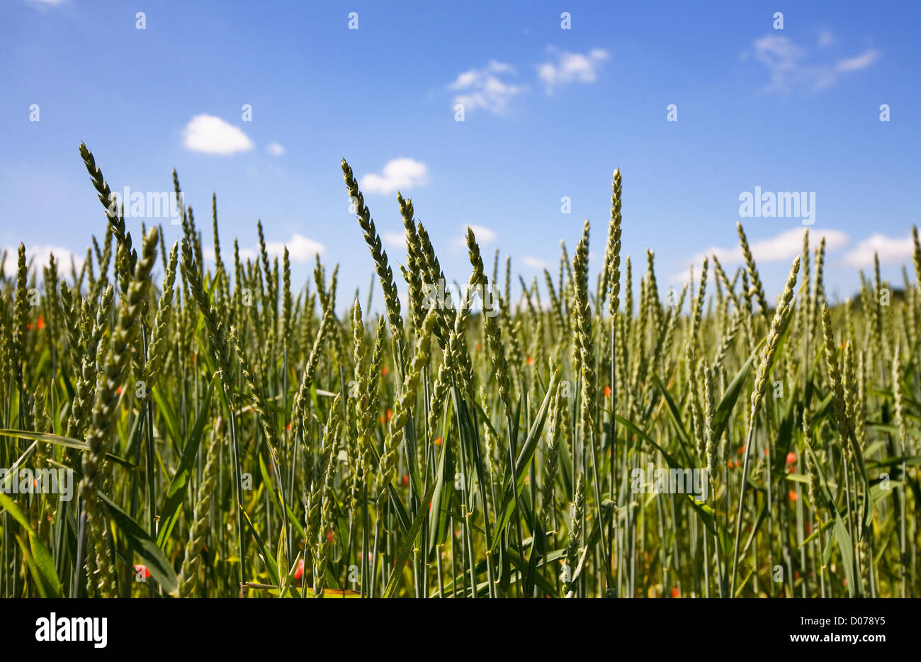 Beautiful summer background in vibrant colors. Young green wheat ...