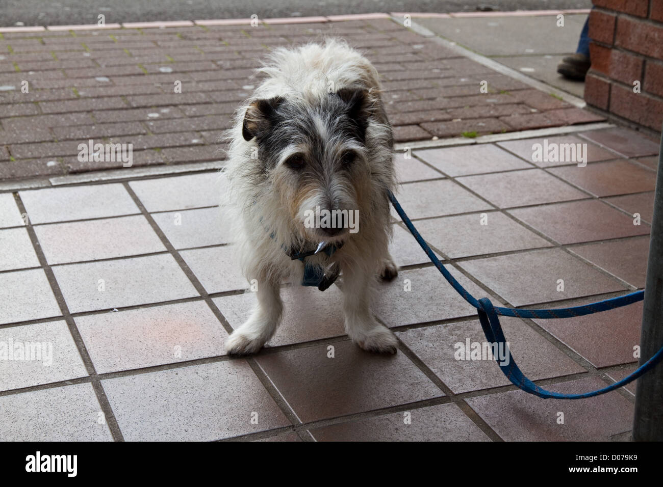 Scruffy dog hi-res stock photography and images - Alamy