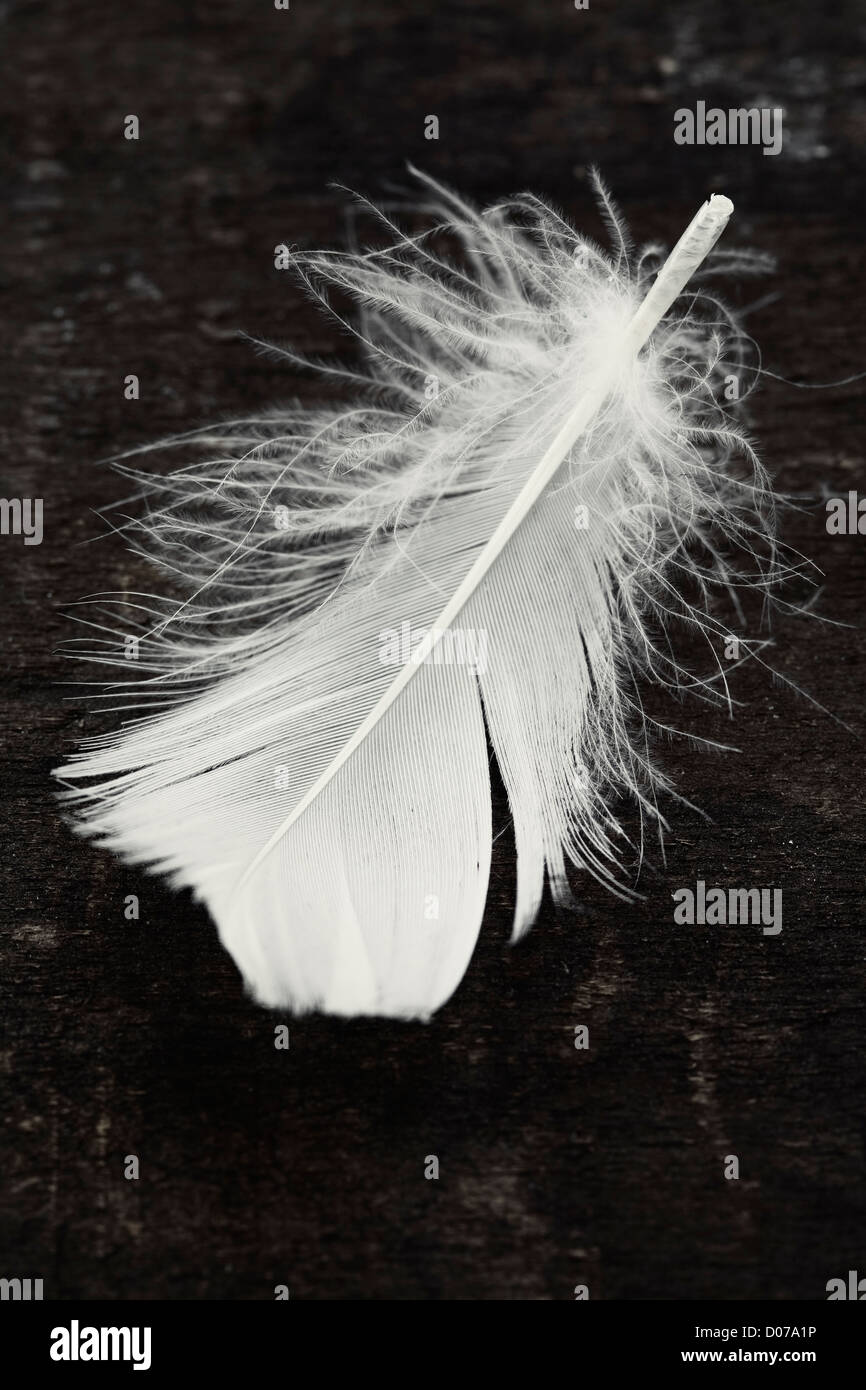 Close up avian hi-res stock photography and images - Alamy