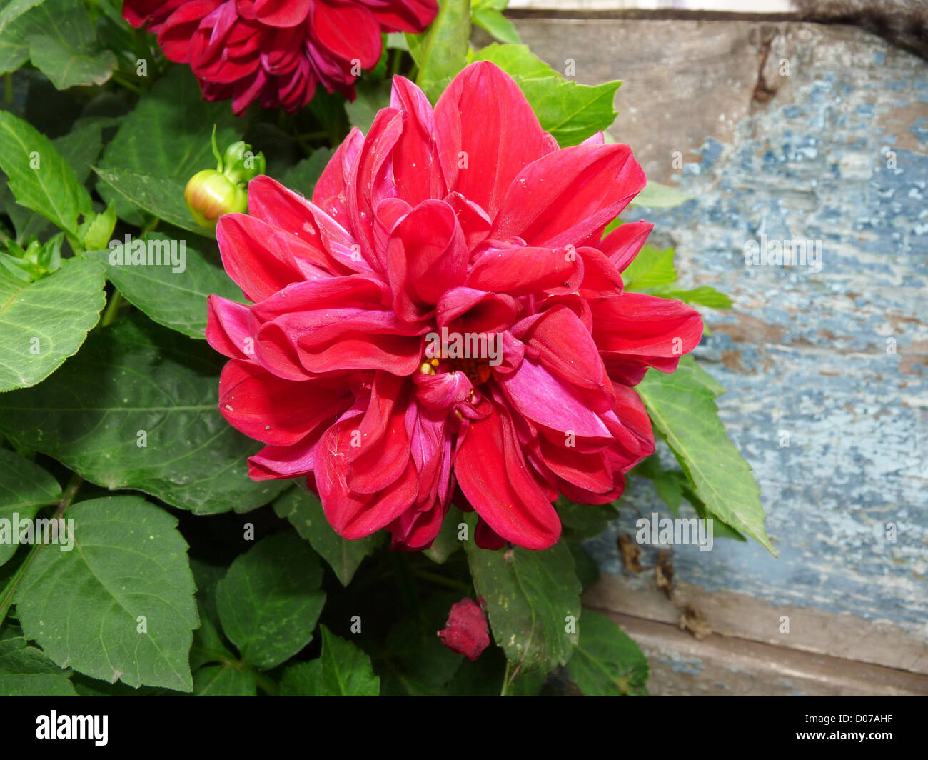 Dahlia leaves hi-res stock photography and images - Alamy