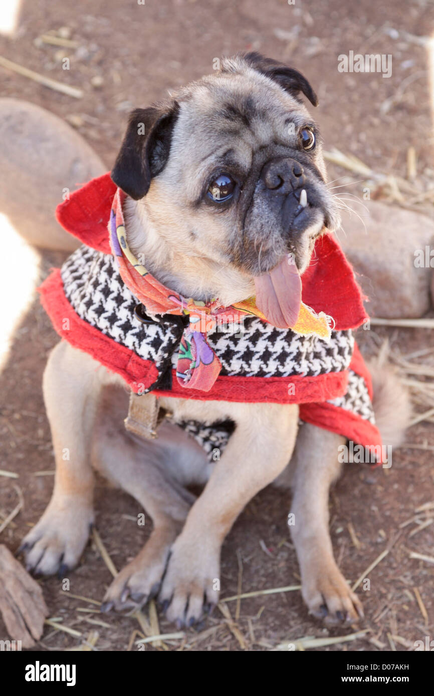 Santa Fe, New Mexico, United States. Kindred Spirits Animal Sancturary ...