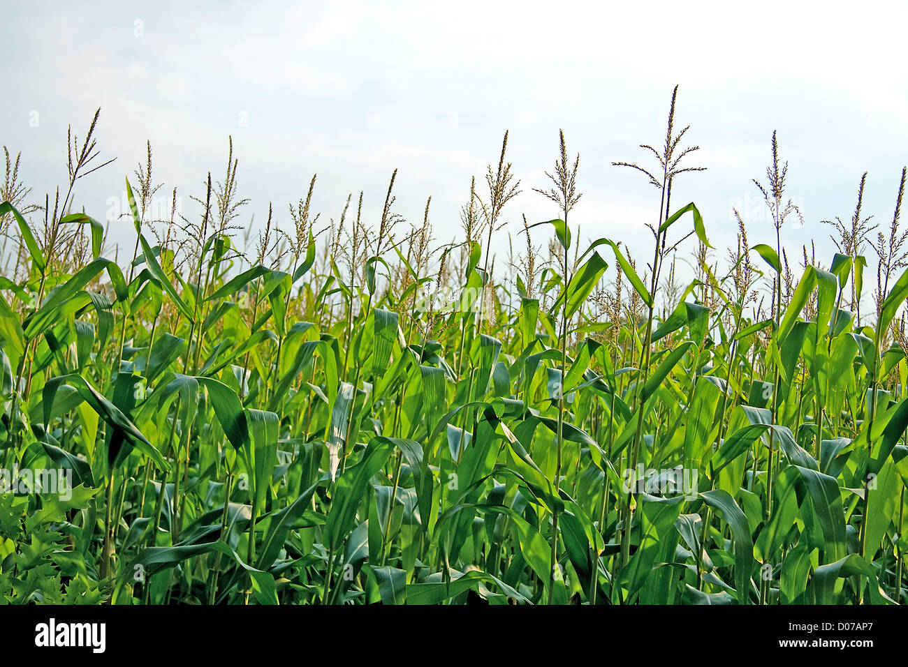 view of a corn field in closeup Stock Photo - Alamy