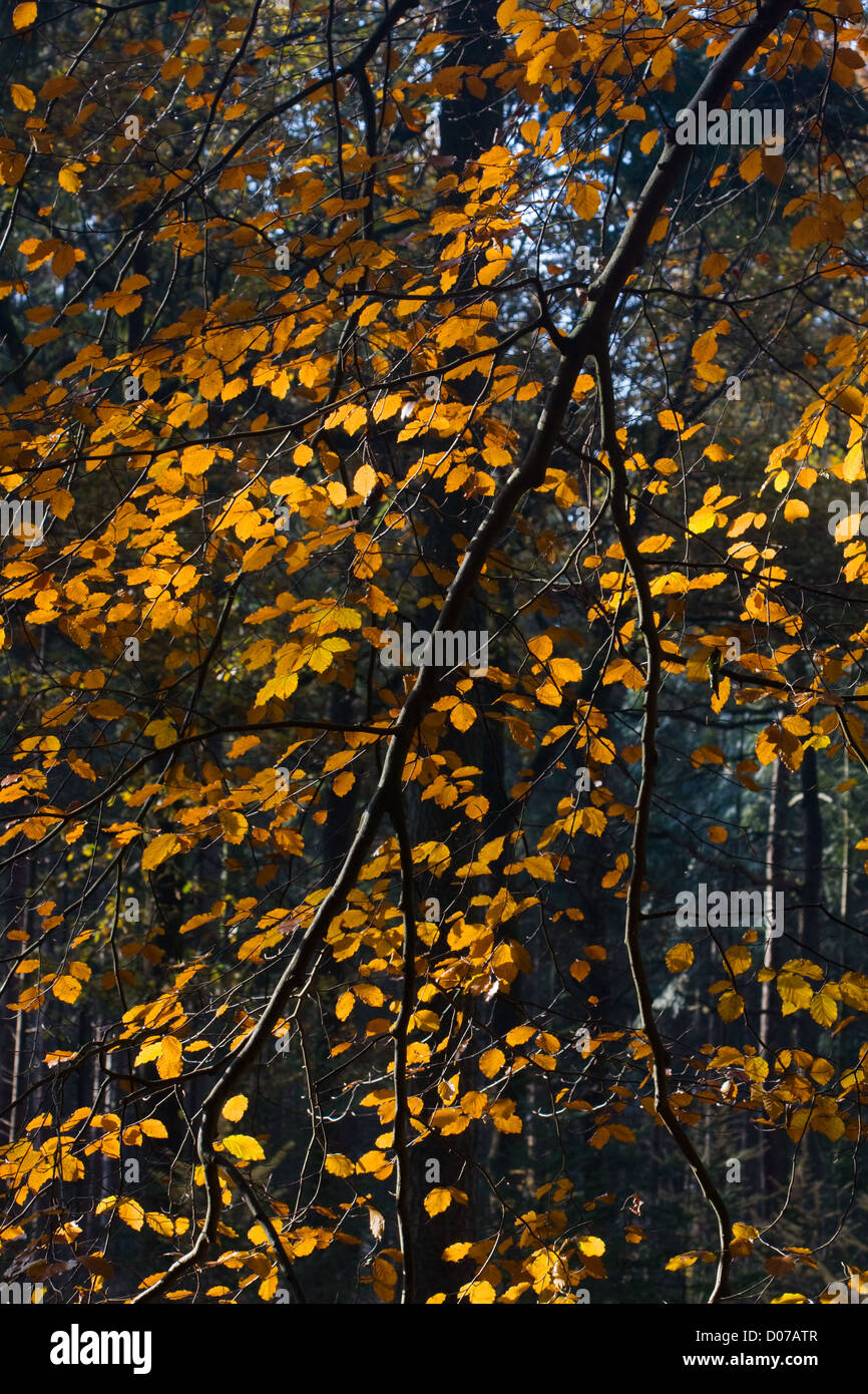 Leaves of Beech in autumn colors Stock Photo - Alamy
