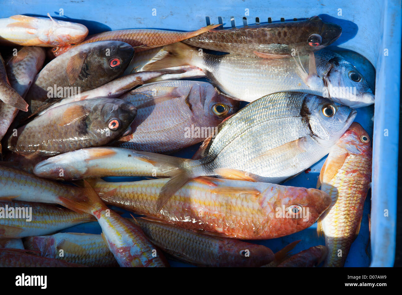Freshly caught fish in a blue plastic box ready for market in Paphos ...