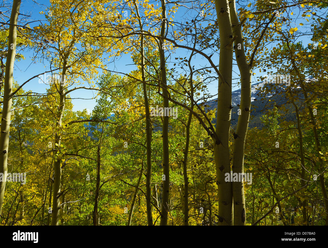 Quaking Aspen, Populus tremuloides in fall colors in Cimarron, NM Stock ...