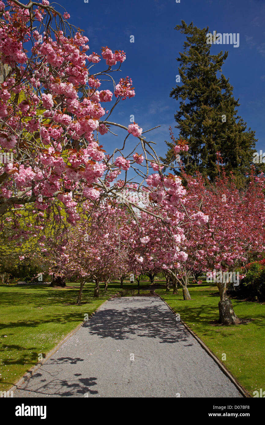 Botanical public domain hi-res stock photography and images - Alamy