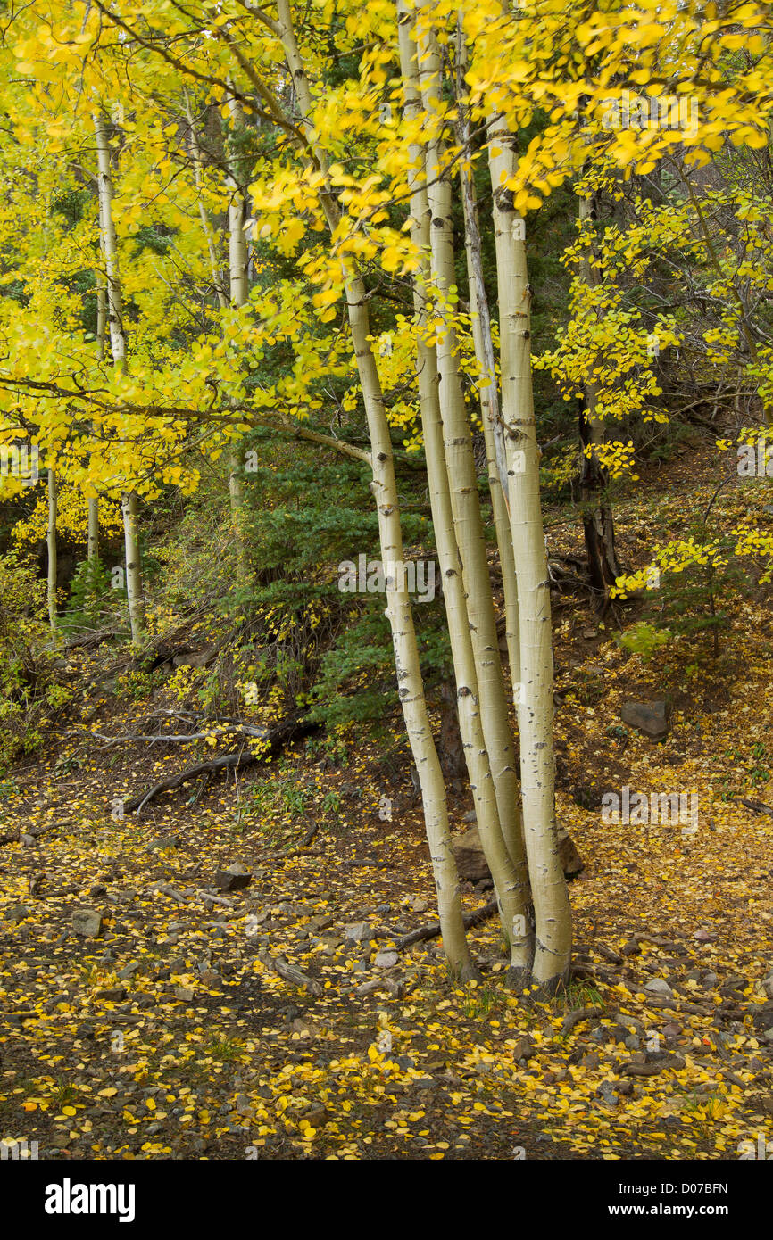 Quaking Aspen, Populus tremuloides in fall colors on a windy day in ...