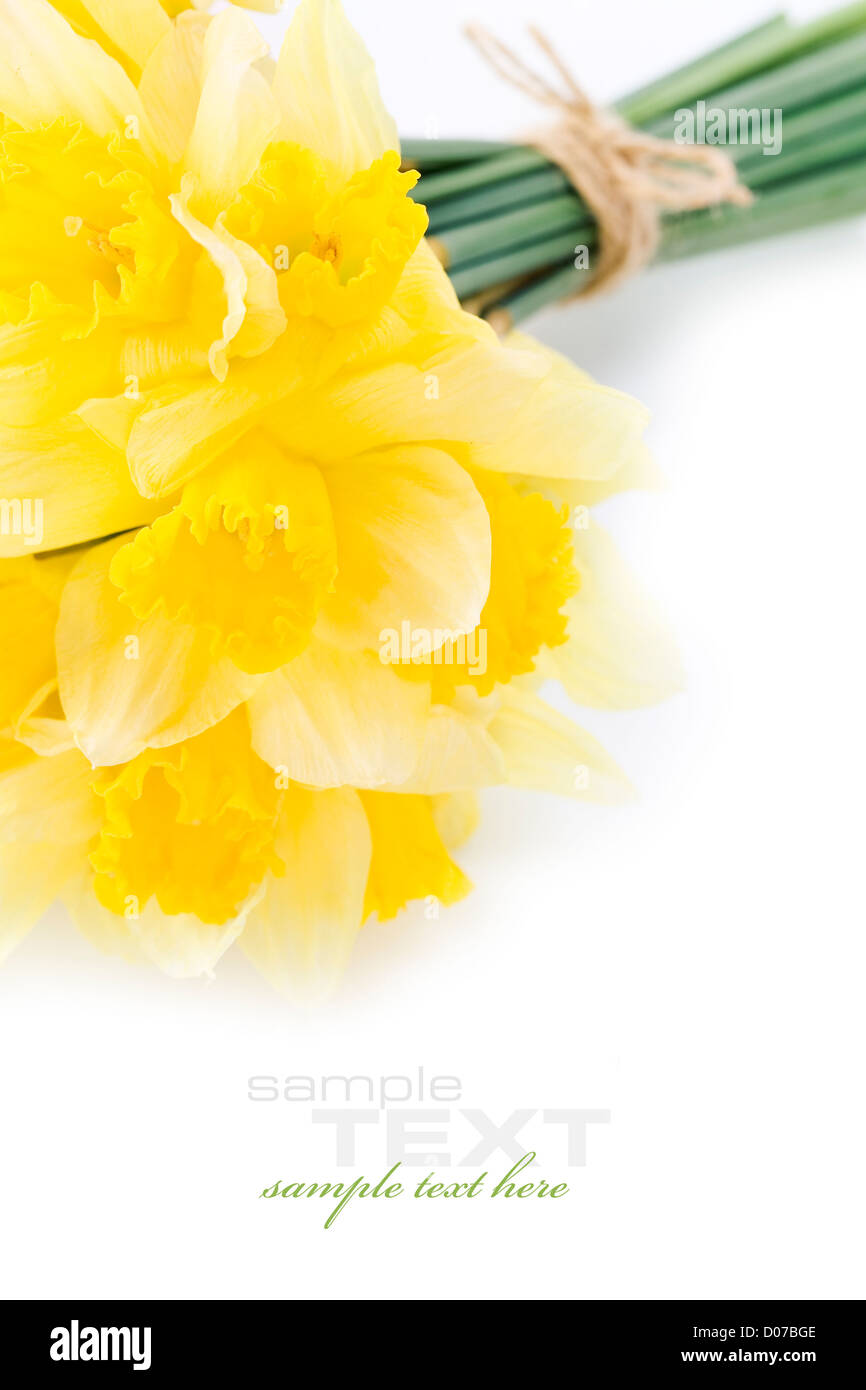 a bunch of daffodils on white background (with sample text Stock Photo ...