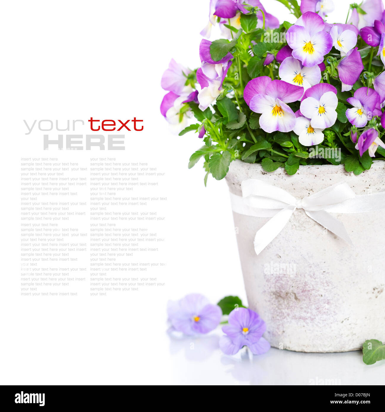 viola flowers in a pot with sample text Stock Photo - Alamy