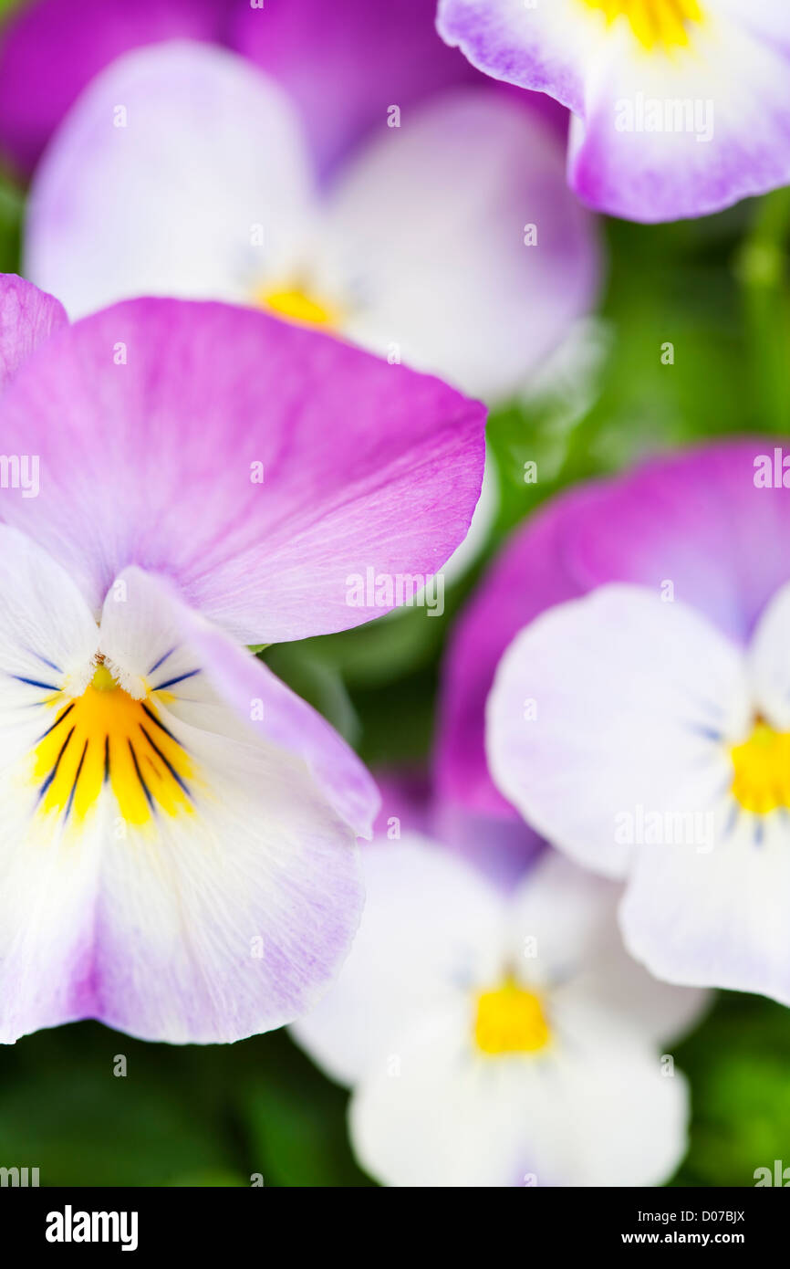Viola Flowers High Resolution Stock Photography and Images - Alamy