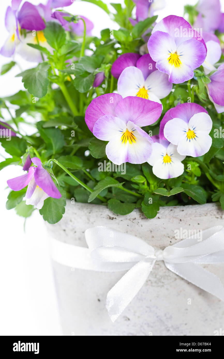 viola flowers in a pot Stock Photo - Alamy